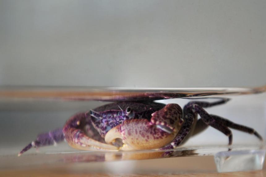 Rare Singapore swamp forest crab species gets boost in the wild with ...