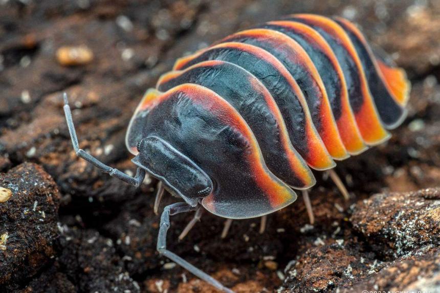 ‘They’re not insects!’: Isopods grow in popularity as pets in Singapore ...