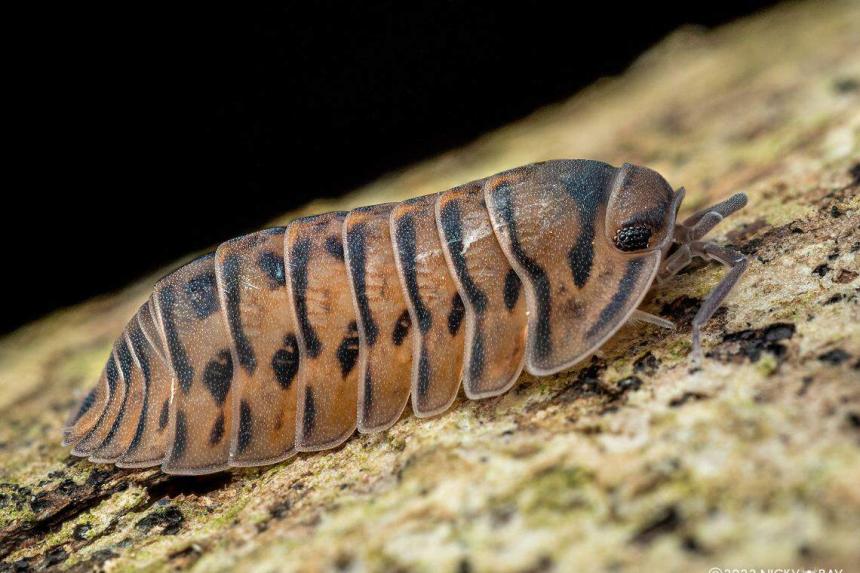 ‘A window to an alien world’: Macro photographer’s quest may have led ...