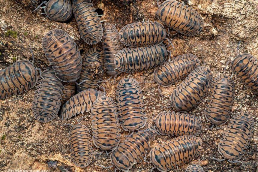 ‘A window to an alien world’: Macro photographer’s quest may have led ...