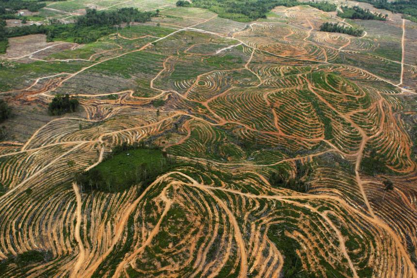 Indonesia says deforestation decline due to stricter controls | The ...