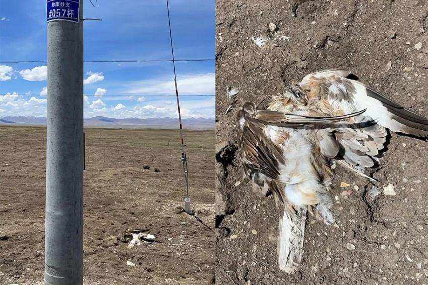 Over 50 endangered raptors found dead near a nature reserve in China ...