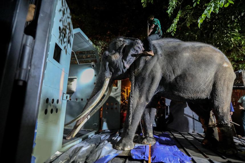 Neglected elephant returns home to Thailand after flight | The Straits ...