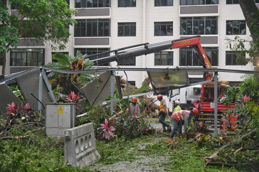 What should I do if a tree falls on me or my property? | The Straits Times