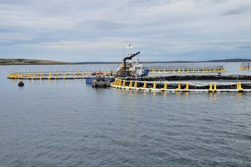 S’pore delegates learn from Australia’s fish farming scene to balance ...