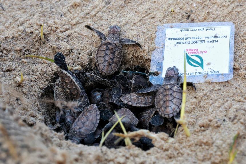 Critically endangered hawksbill turtle hatchlings emerge from monitored ...