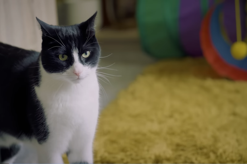 Support cat who ‘hears’ for deaf owner crowned Cat Of The Year in UK ...
