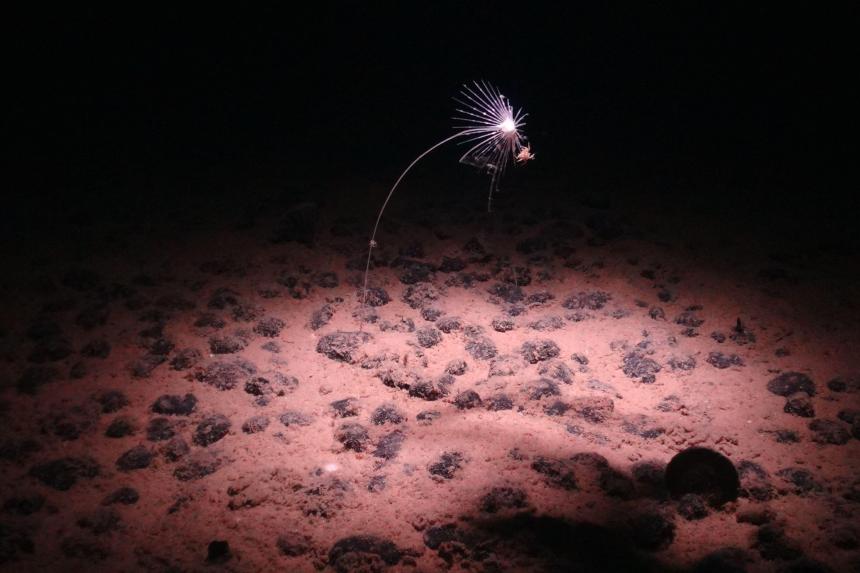 Deep ocean targeted for mining is rich in unknown life | The Straits Times