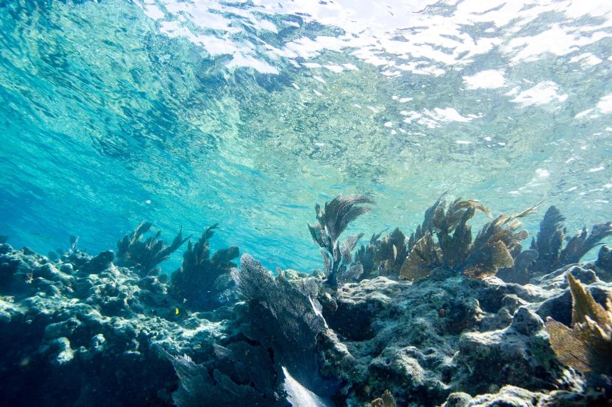 Florida ocean temperature tops 37 deg C, setting potential record | The ...