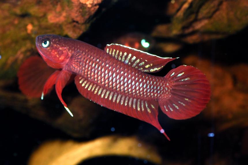 New framework calls for urgent conservation of freshwater fish in South ...