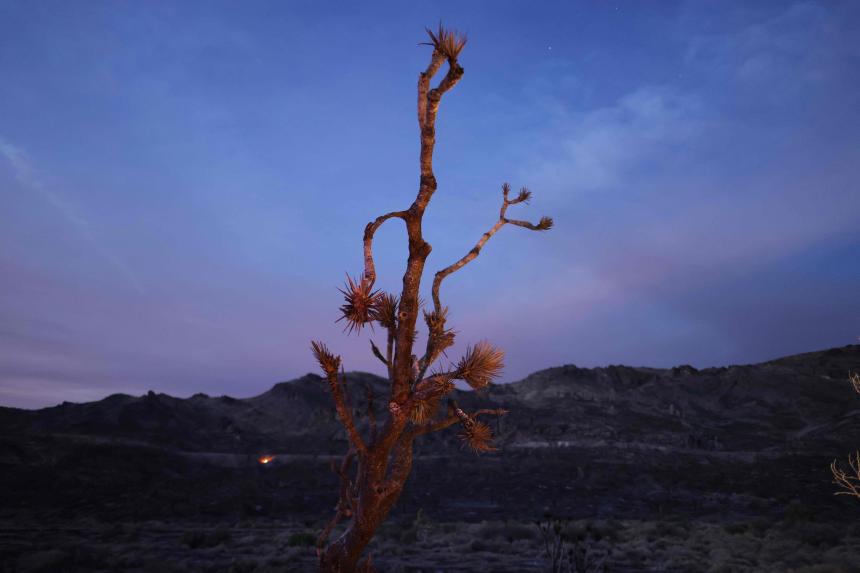 ‘Fire whirls’ threaten Joshua tree desert in scorching US | The Straits ...