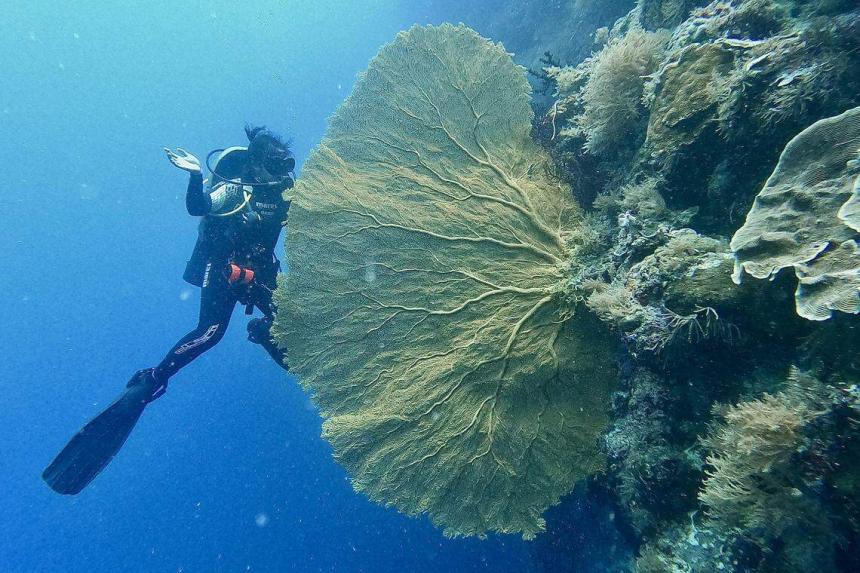 Palau: The next Maldives and a mini-Galapagos too | The Straits Times