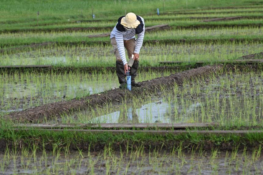 Philippines may extend reduced import tariffs on rice, other ...