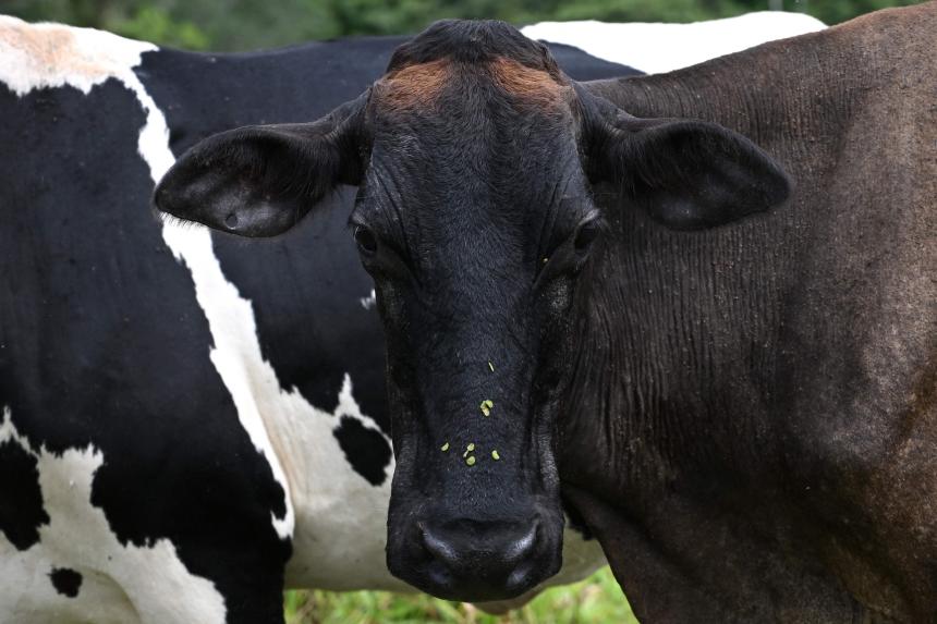 Climate-friendly cows being bred to belch less methane | The Straits Times