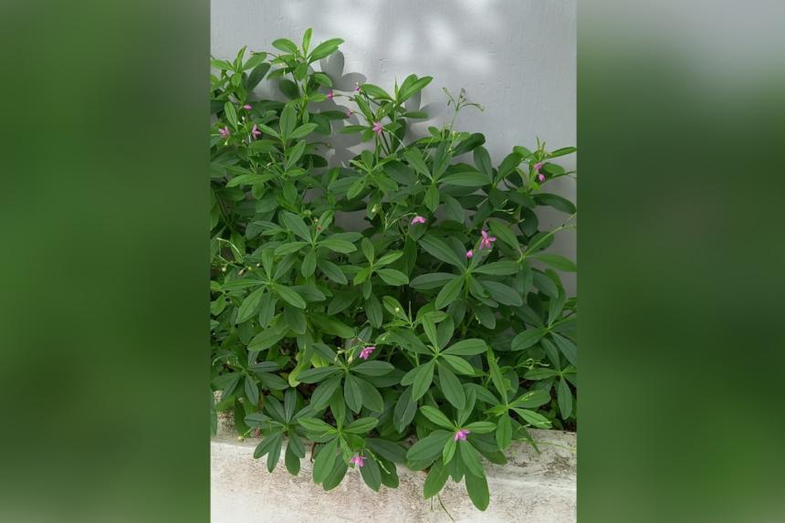 Root Awakening: Surinam Purslane is a leafy vegetable | The Straits Times