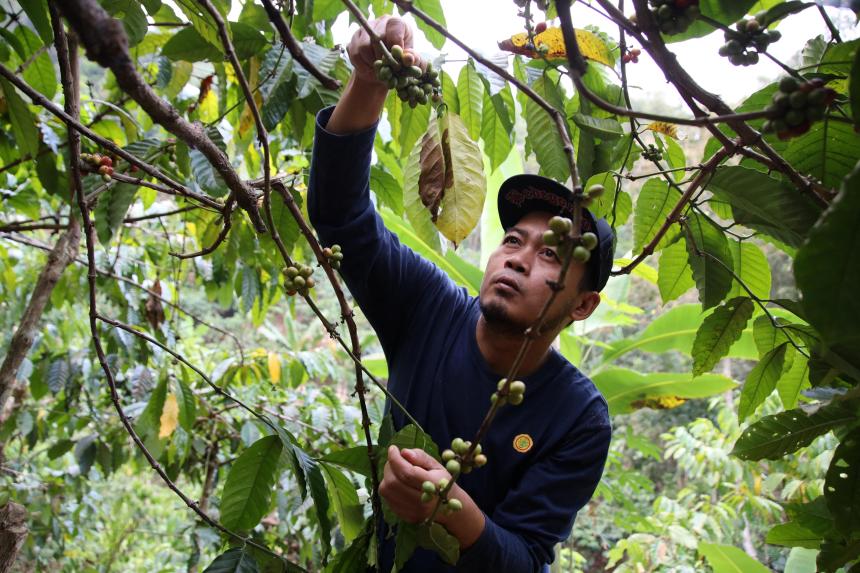 From too wet to bone dry: Indonesian coffee crop faces El Nino jolt ...