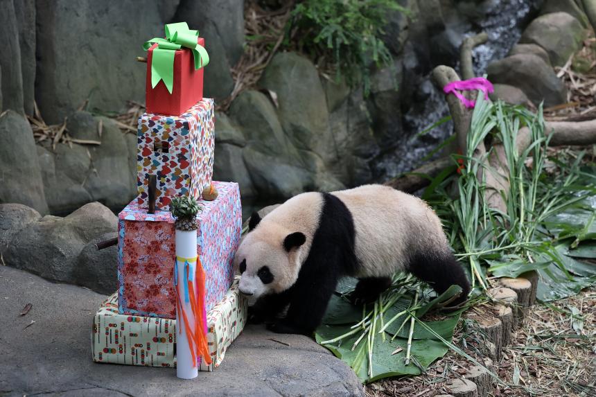 Fans turn up at River Wonders to celebrate S’pore-born panda Le Le’s ...
