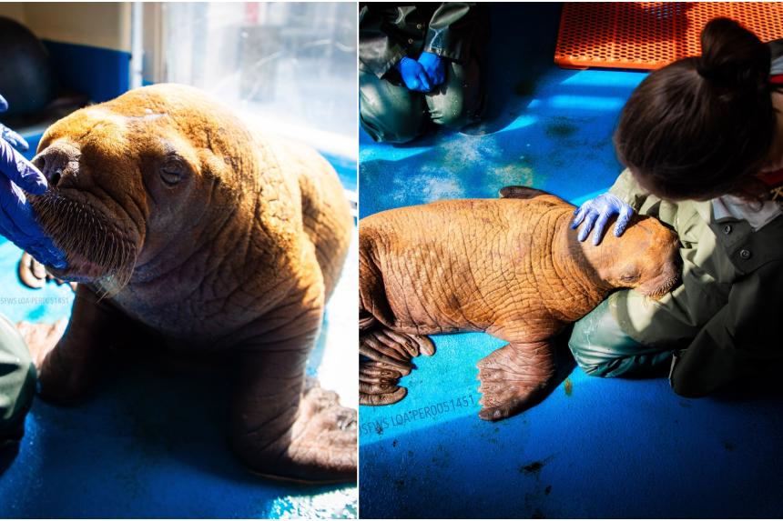 Walrus calf under ‘cuddle care’ dies in Alaska | The Straits Times