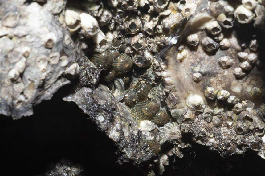 Carnivorous ‘sea flowers’: 5 amazing anemones found in Singapore | The ...