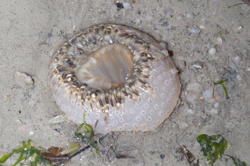 Tiger anemone found in Singapore confirmed to be new species after ...