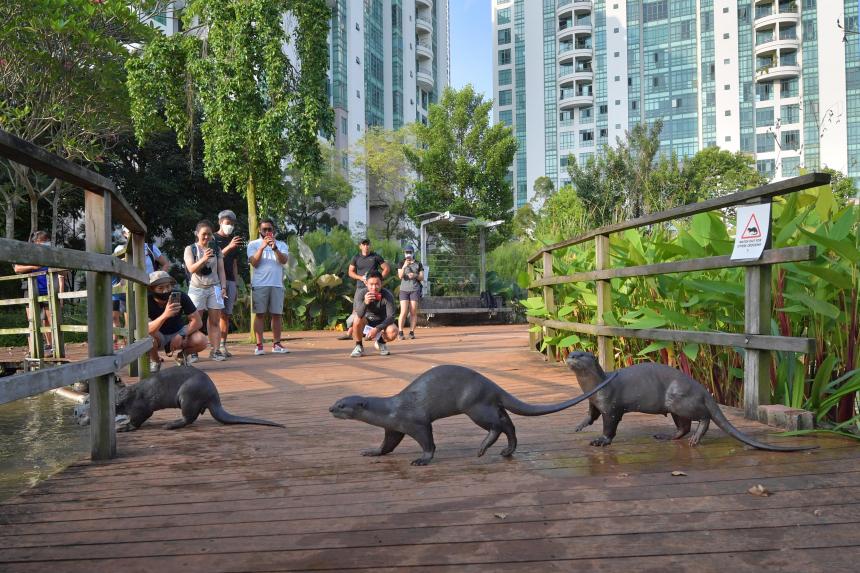 Otters ate your koi? Here’s what you can do to avoid animal-human conflict | The Straits Times