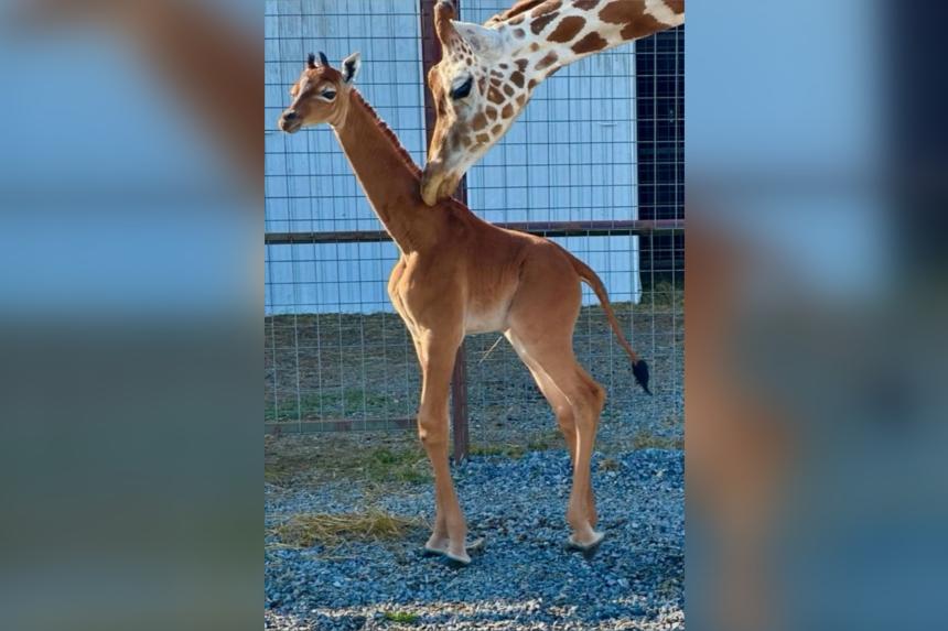Look ma, no spots: Rare spotless giraffe born in US zoo | The Straits Times