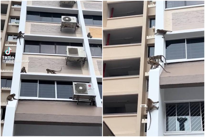 NParks monitoring Jalan Besar ‘Mission: Impossible’ monkeys, herding ...