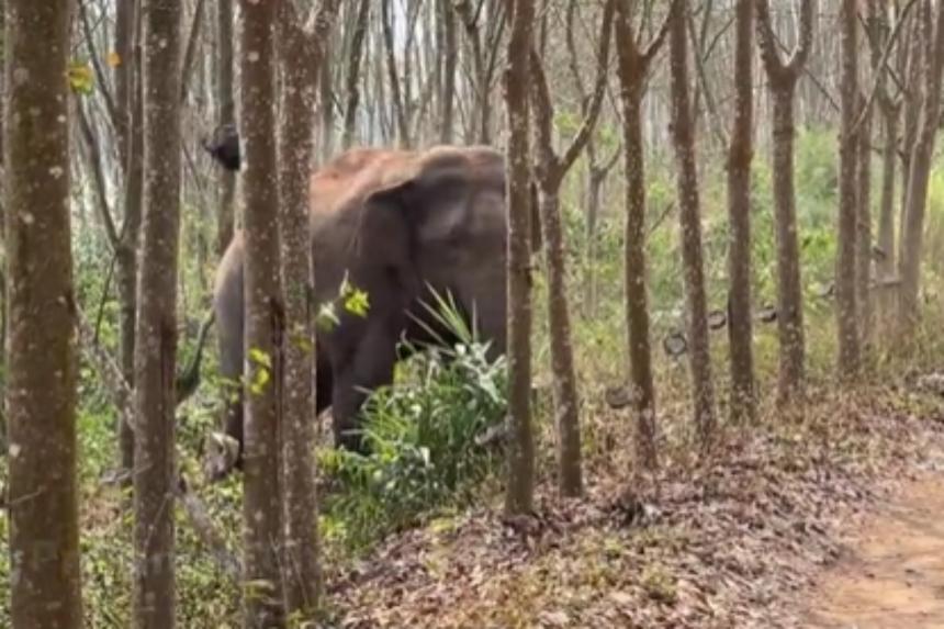 Chinese netizens hail ‘secret agent’ elephant for sniffing out 2.8kg of ...
