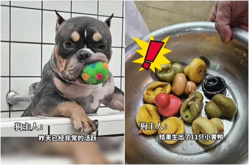 Where did the toys go? Woman in China found 11 rubber ducks in bulldog ...