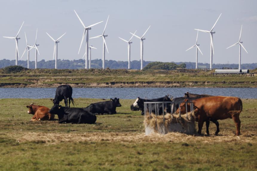 Heat stress could threaten health of one billion cows | The Straits Times