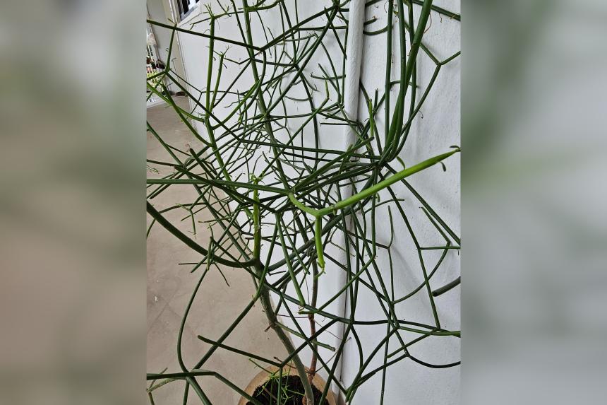 Root Awakening: Pencil Cactus flowers are easily missed | The Straits Times