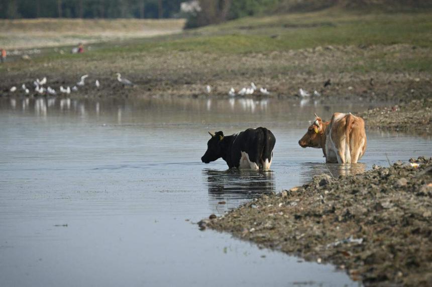 Heat stress could threaten health of one billion cows | The Straits Times