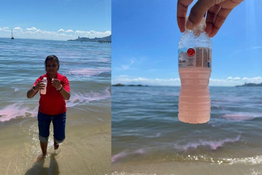 In the pink: Rosy hue returns to seawater around Penang | The Straits Times