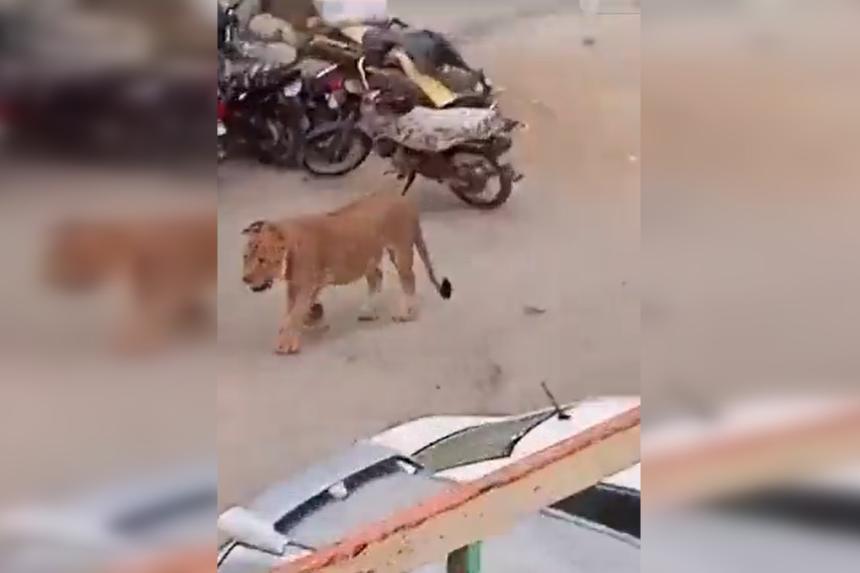 Lion escapes into heavy traffic in Pakistani city of Karachi | The ...