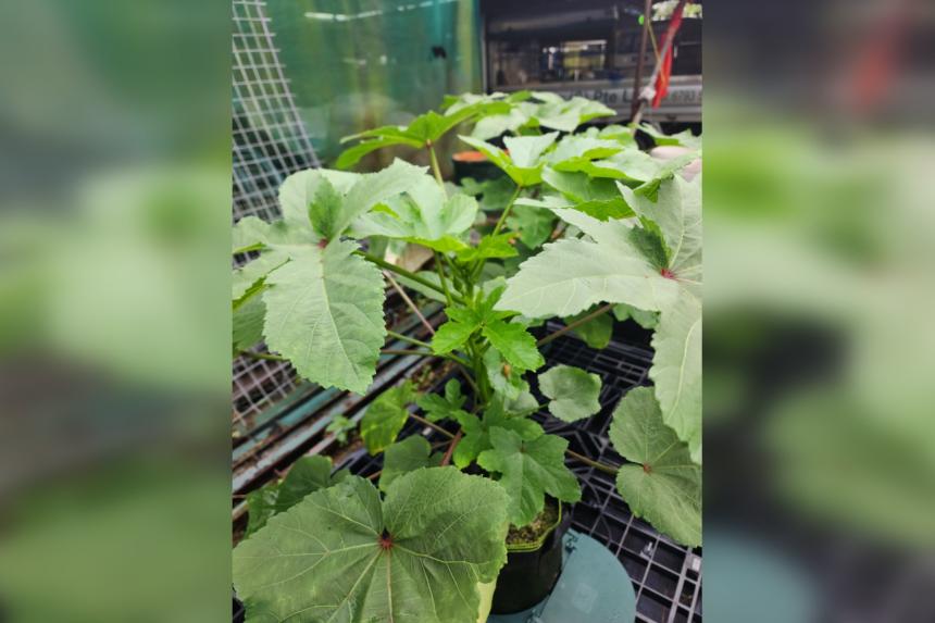 Root Awakening: Lady’s Finger’s leaves change shape with age | The ...