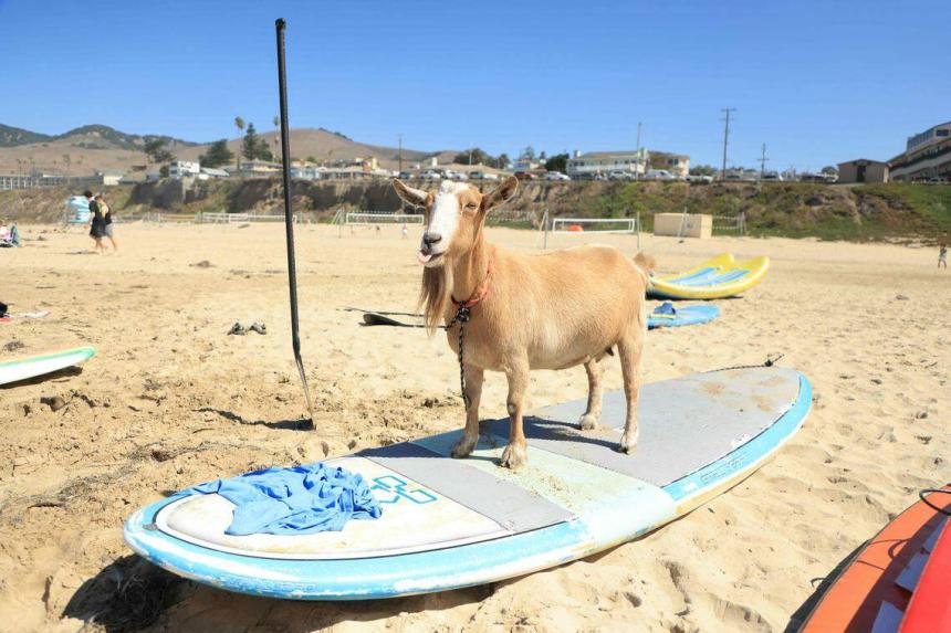 Goat vibrations: Animals teach surfers in California | The Straits Times
