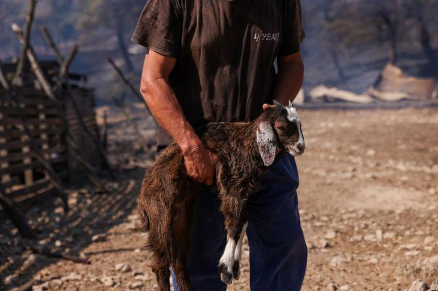 Goat breeder says he's finished after deadly Evros wildfire kills ...