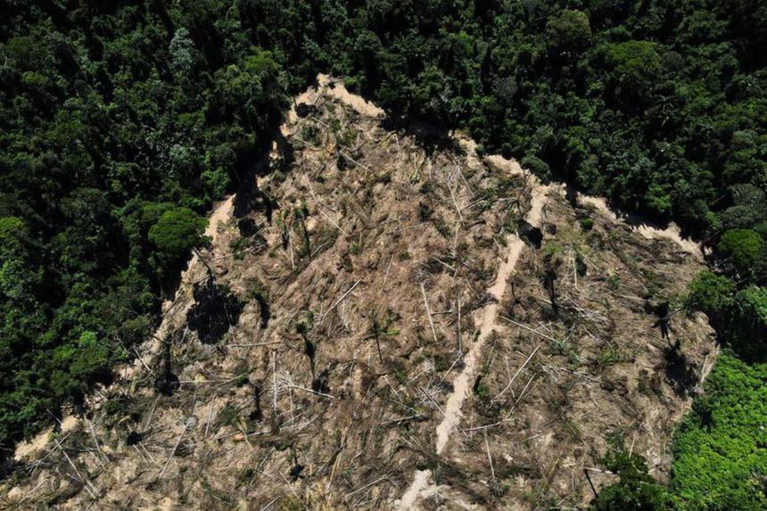 Deforestation in Brazil’s Amazon falls 66% in August | The Straits Times