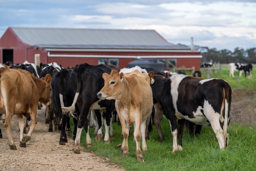 Indonesia Resumes Imports Of Live Cattle From Australia The Straits Times Indonesia Resumes Imports Of Live Cattle From Australia The Straits Times