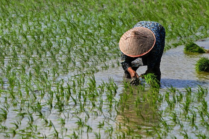 Indonesian President Jokowi says rice stock sufficient amid rising ...