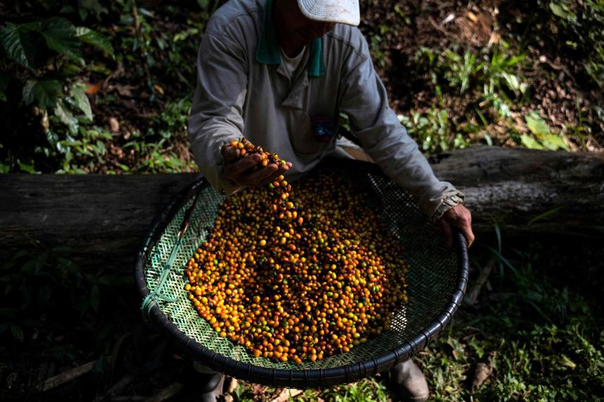 Coffee firms won’t be ready to comply with EU deforestation law: Report ...