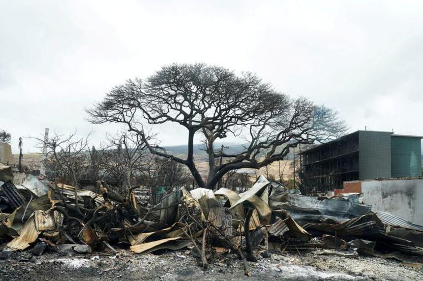 Novel Lahaina wildfire lawsuit asks 'when is wild grass inherently ...