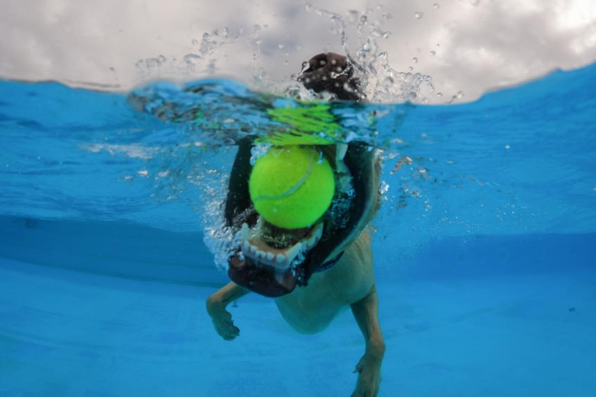 Dogs make a splash at British coastal lido | The Straits Times