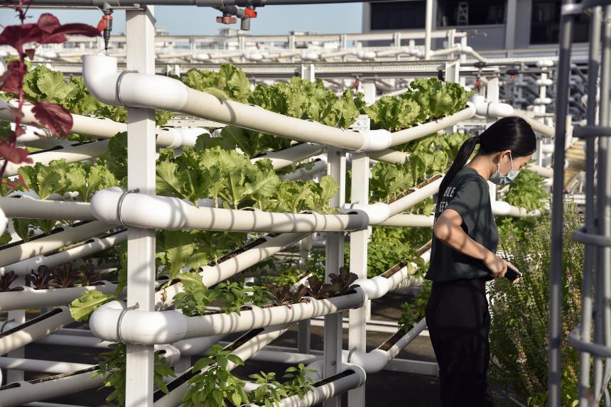 Want a green job? Opportunities growing, but broad range of skills may be needed | The Straits Times