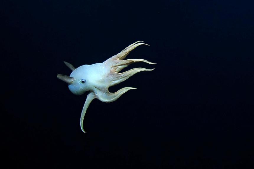 Rare ‘Dumbo octopus’ spotted more than 1.6km beneath the ocean’s ...