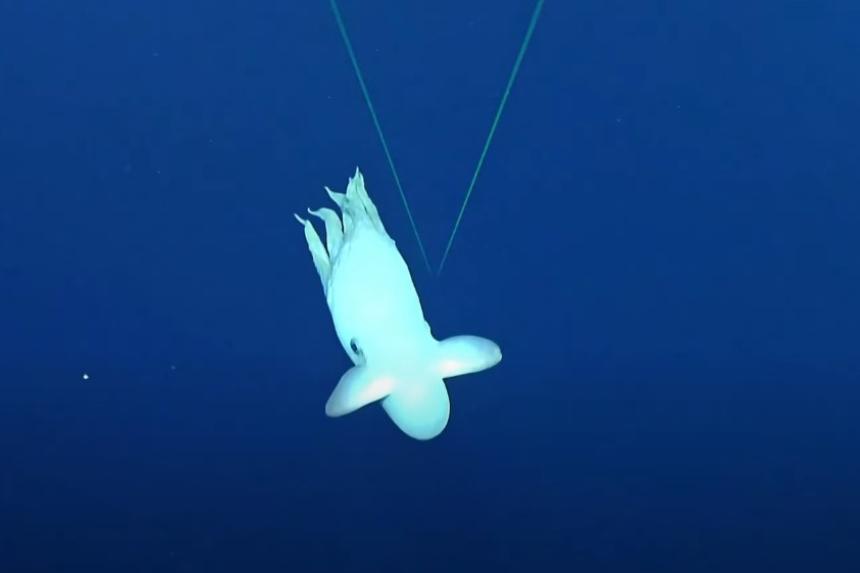 Rare ‘Dumbo octopus’ spotted more than 1.6km beneath the ocean’s ...