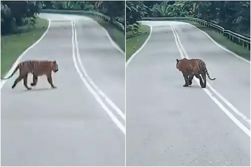 Lorry driver spots and films tiger on Kelantan road | The Straits Times