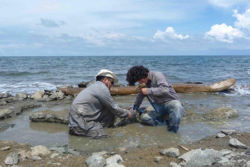 DNA remnants found in fossil of 6 million-year-old turtle | The Straits ...