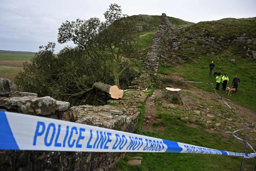 One of Britain's most famous trees 'deliberately felled' | The Straits ...
