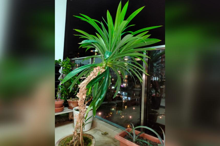 Root Awakening: Pandan plant can be cut for propagation | The Straits Times